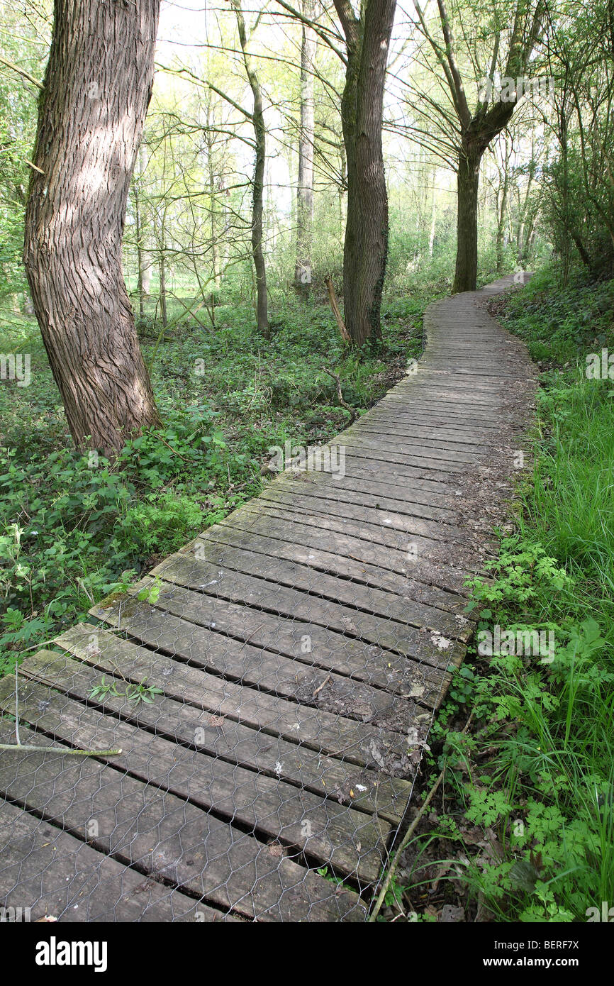 Boardwalk Raised Wooden Walkway Wooden High Resolution Stock ...
