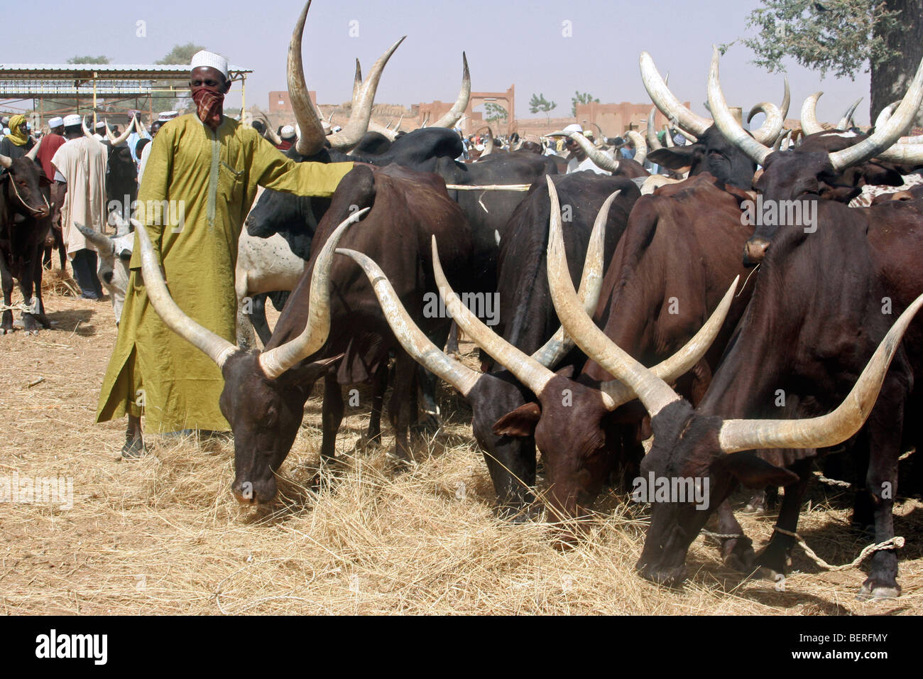 Oxen / zebu at livestock market, Zinder, Niger, Western Africa Stock ...