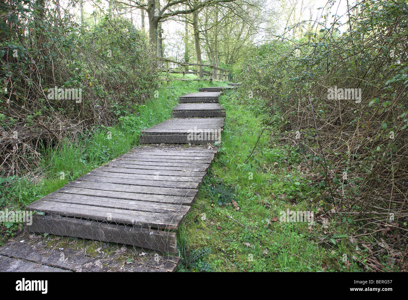 Boardwalk / Raised wooden walkway with wooden fence through marshland ...