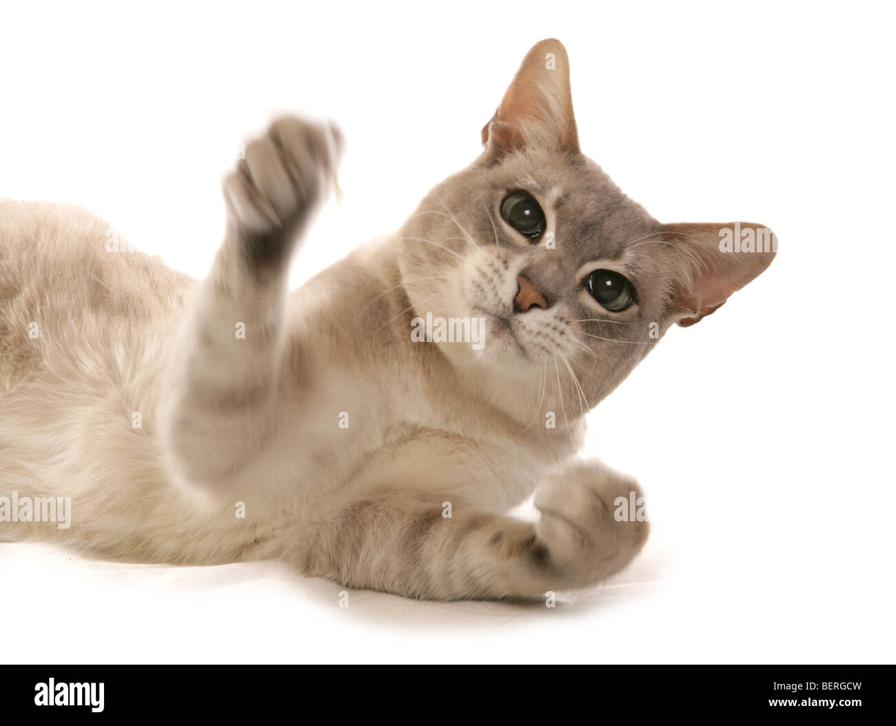tonkinese cat playing portrait studio cutout Stock Photo - Alamy