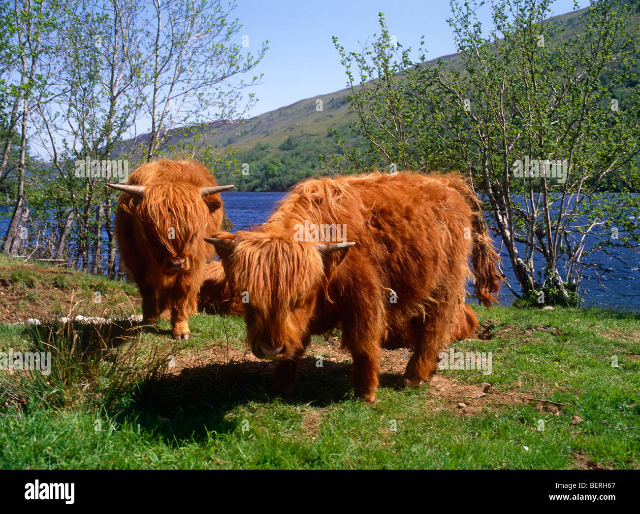 Highland cattle, Scotland Stock Photo - Alamy