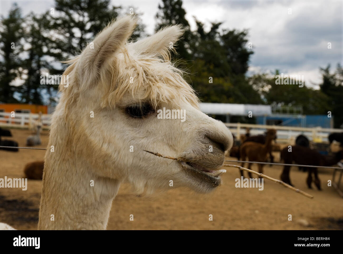 White alpaca close up at Nasu Alpaca Farm in Tochigi, Japan Stock Photo ...