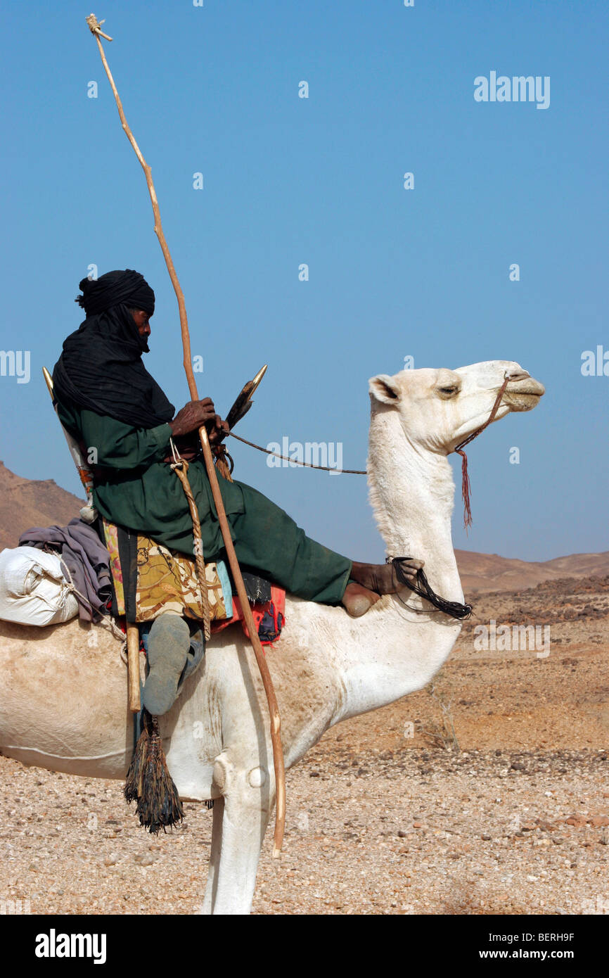 Tuareg riding dromedary camel (Camelus dromedarius) in the Sahara desert, Air mountains, Niger ...