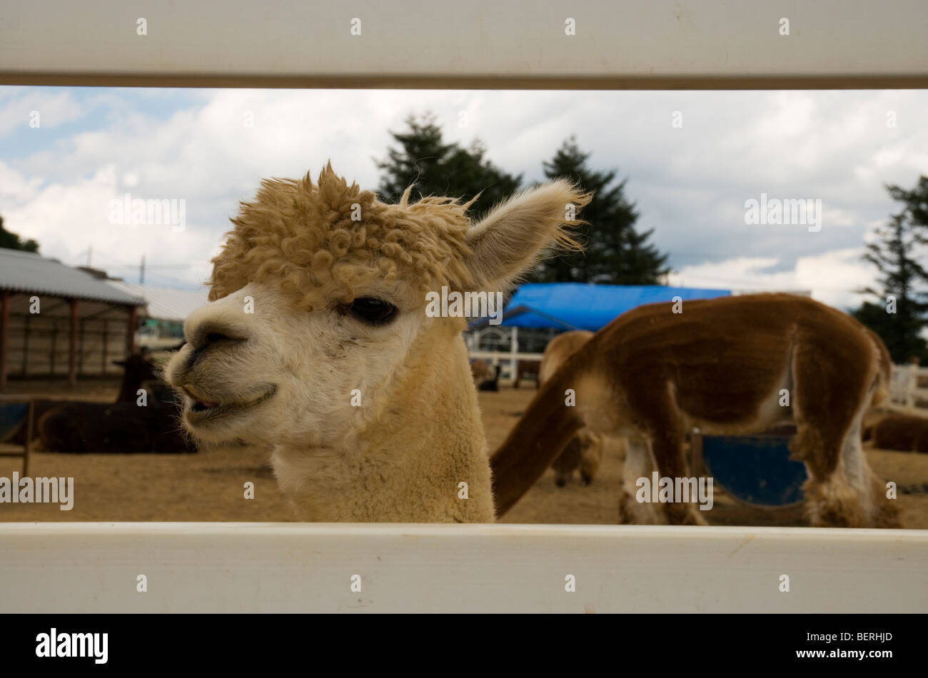 Alpaca smiling at Nasu Alpaca Farm in Tochigi, Japan Stock Photo - Alamy