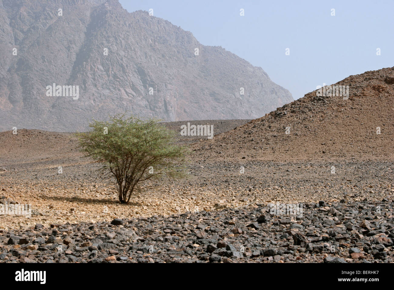 Lonely acacia tree in the Aïr Mountains / Aïr Massif, Niger, Western ...