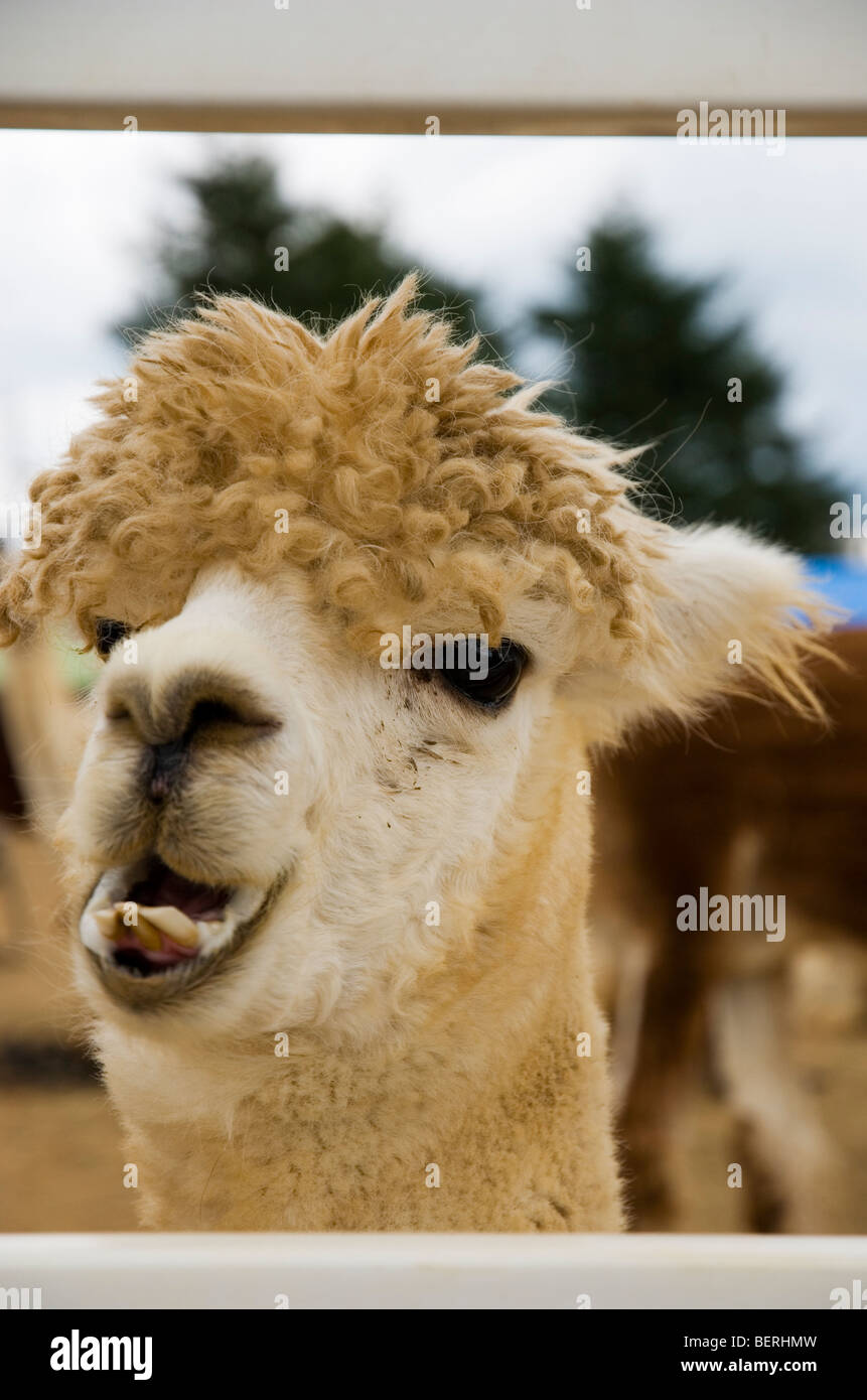 Alpaca smiling at Nasu Alpaca Farm in Tochigi, Japan Stock Photo - Alamy