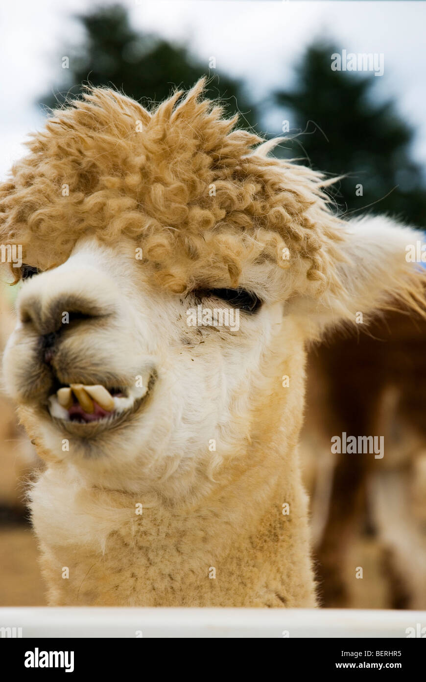 Alpaca smiling at Nasu Alpaca Farm in Tochigi, Japan Stock Photo - Alamy