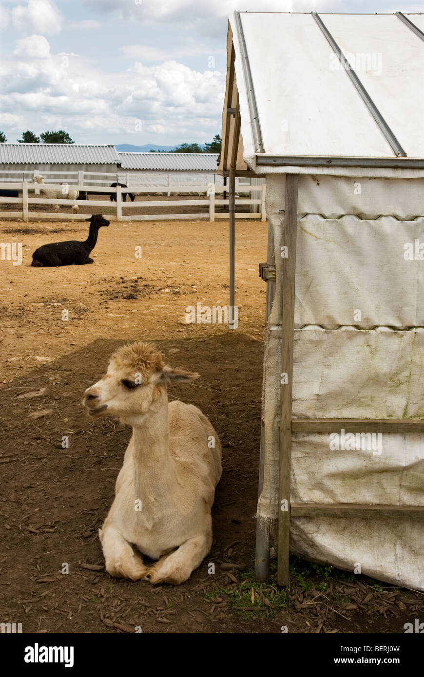 Alpaca farm hi-res stock photography and images - Alamy