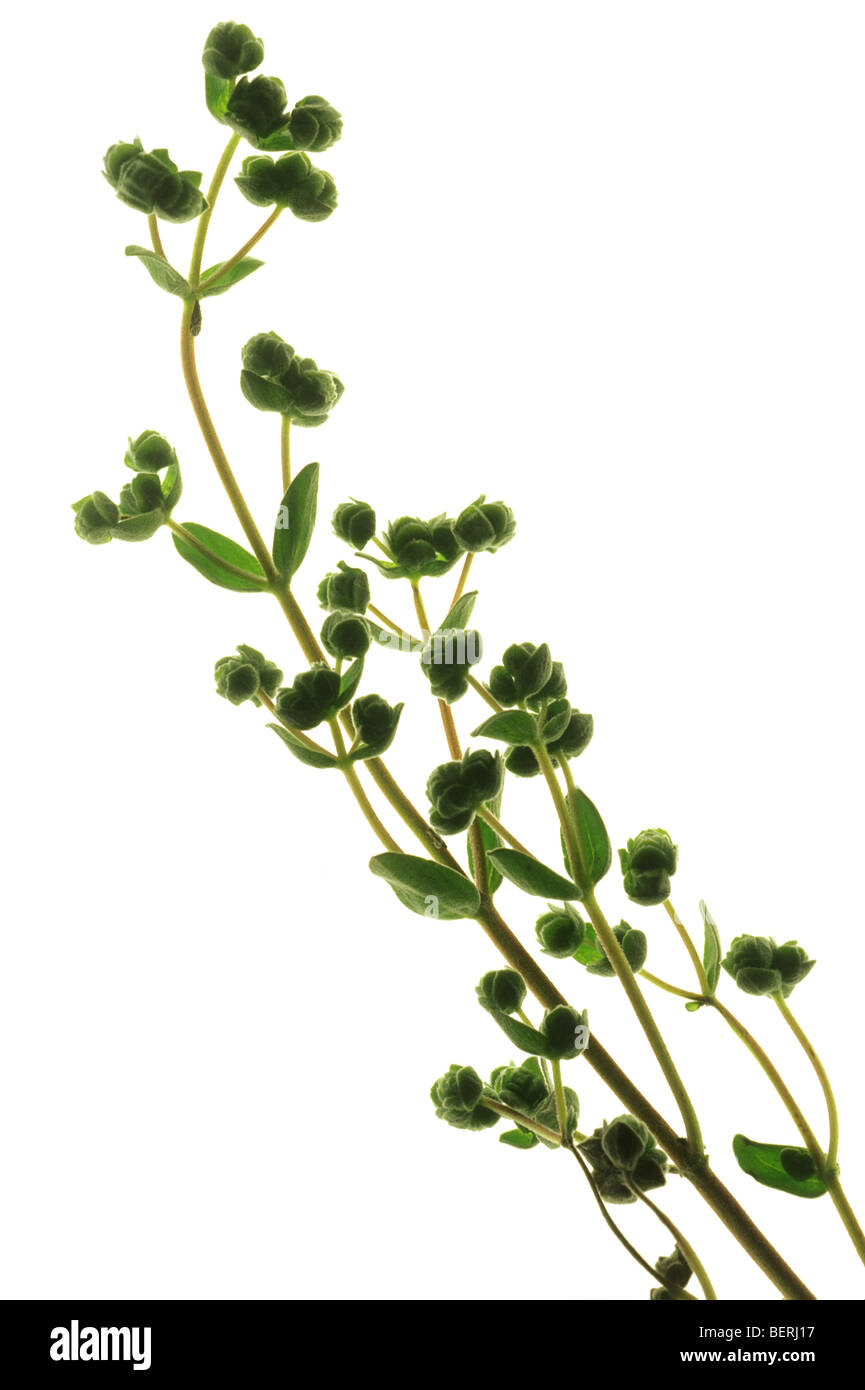 Restaurant silo Cut Out Stock Images & Pictures - Alamy