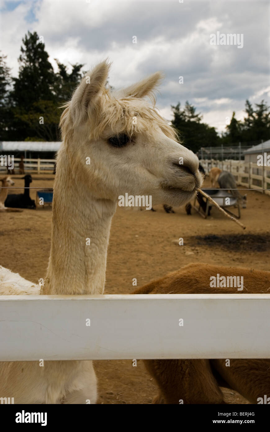White alpaca close up at Nasu Alpaca Farm in Tochigi, Japan Stock Photo ...