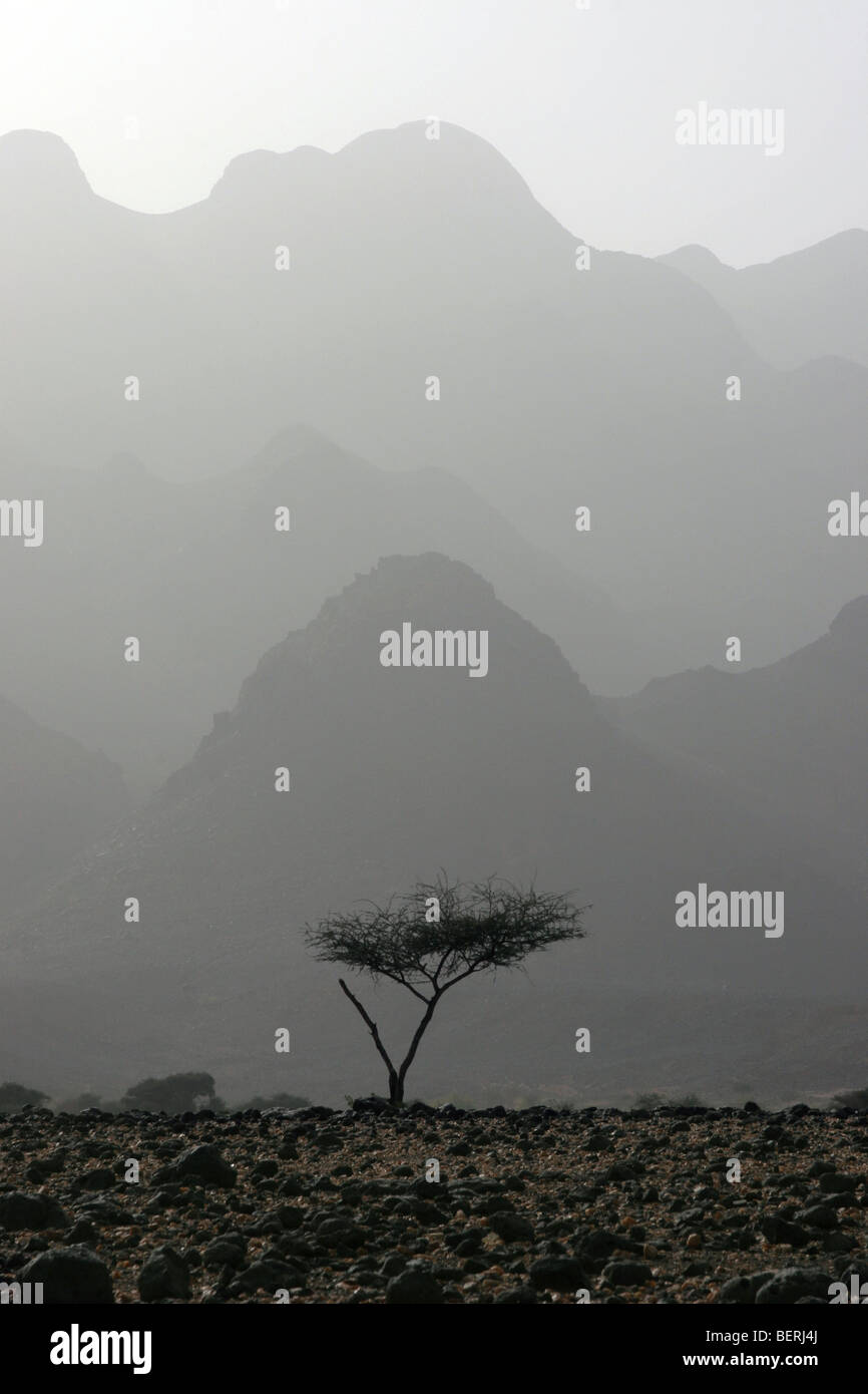 Lonely acacia tree in the Aïr Mountains / Aïr Massif, Niger, Western ...