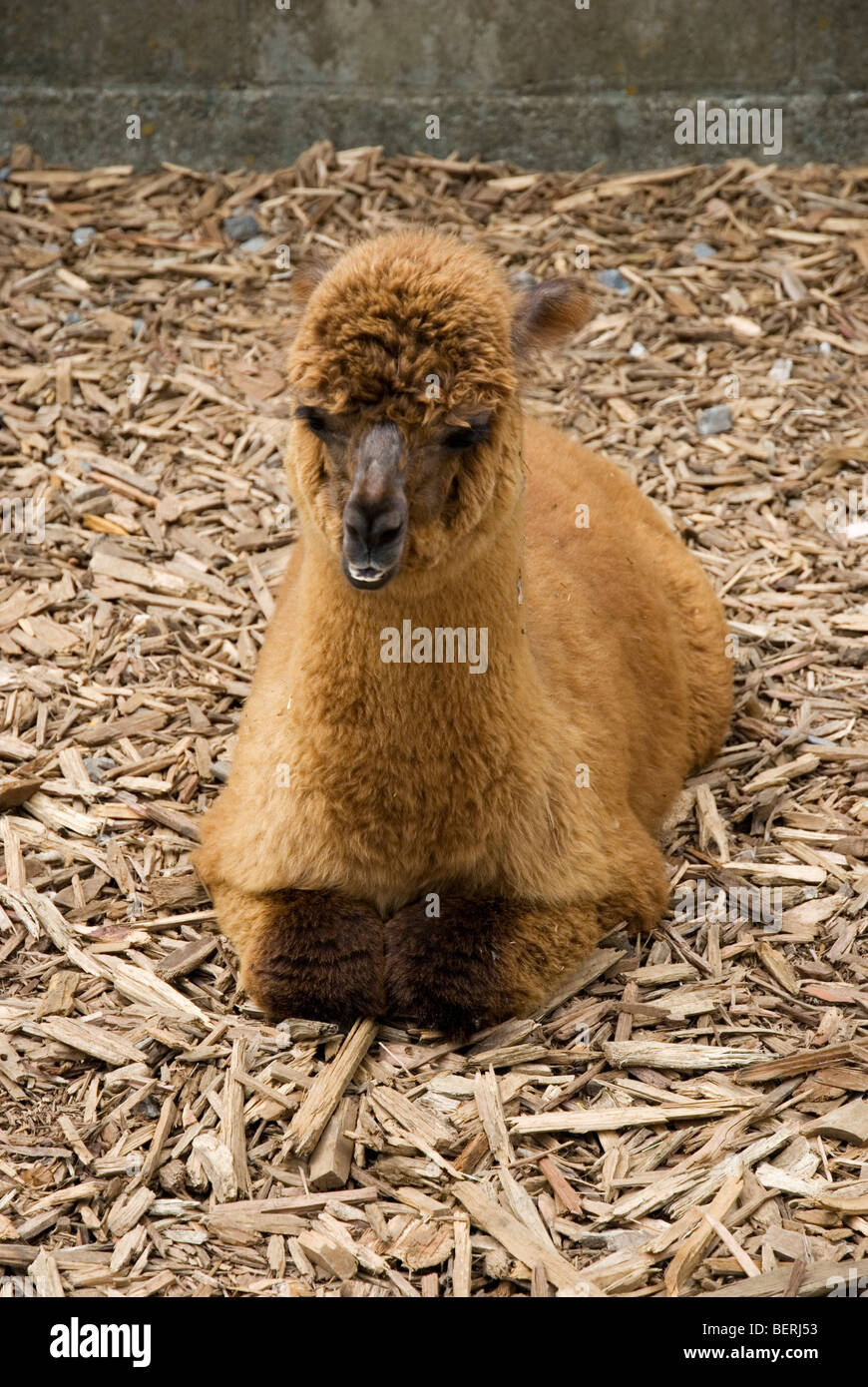 Young alpaca at Nasu Alpaca Farm in Tochigi, Japan Stock Photo - Alamy