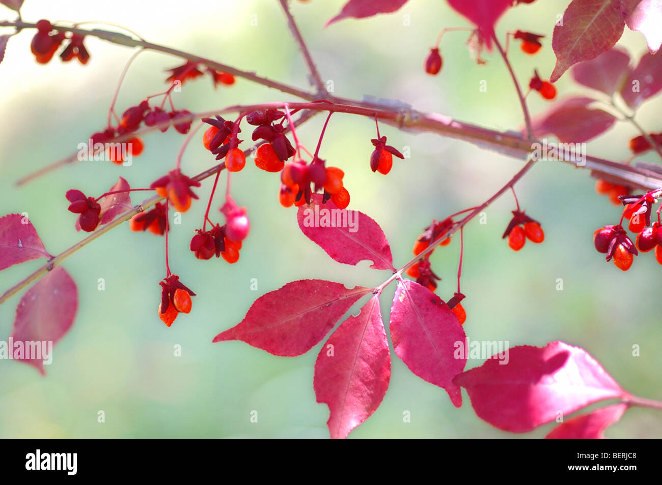 Red Spindle Tree Stock Photo - Alamy