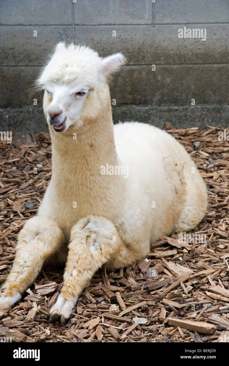 Young alpaca at Nasu Alpaca Farm in Tochigi, Japan Stock Photo - Alamy