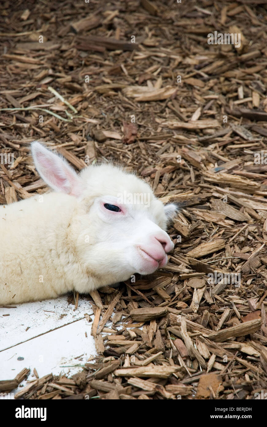 Young alpaca laying down at Nasu Alpaca Farm in Tochigi, Japan Stock ...