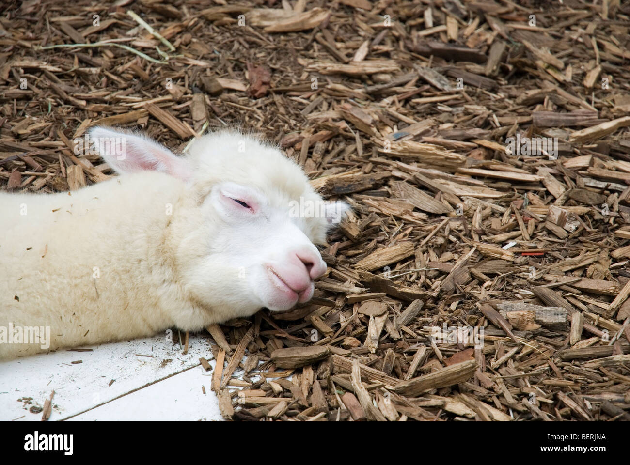 Young alpaca sleeping at Nasu Alpaca Farm in Tochigi, Japan Stock Photo ...