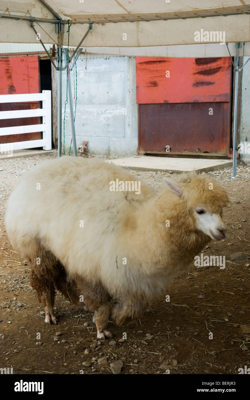 Young alpaca at Nasu Alpaca Farm, Tochigi Japan Stock Photo - Alamy