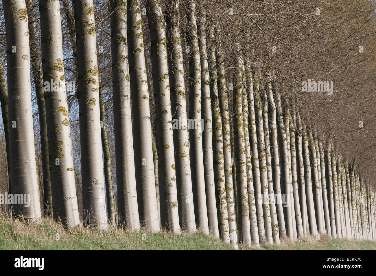 Row of trees hi-res stock photography and images - Alamy