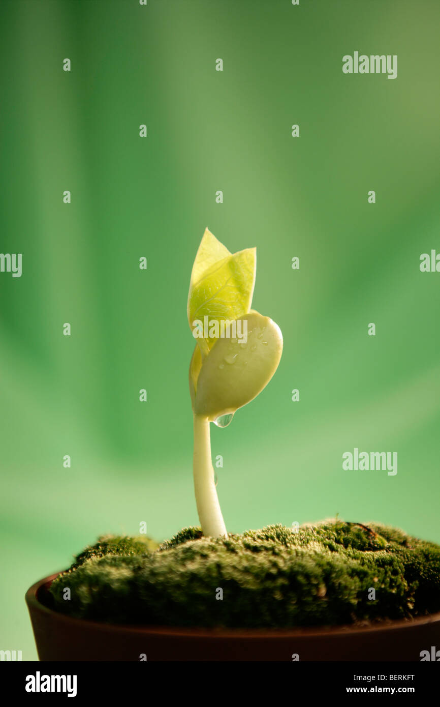 Seedling hi-res stock photography and images - Alamy