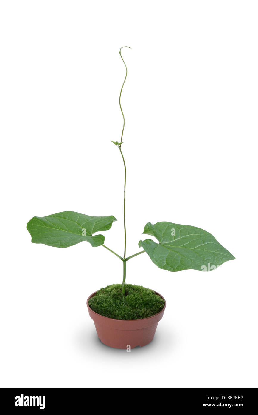 Potted seedling, white background Stock Photo - Alamy