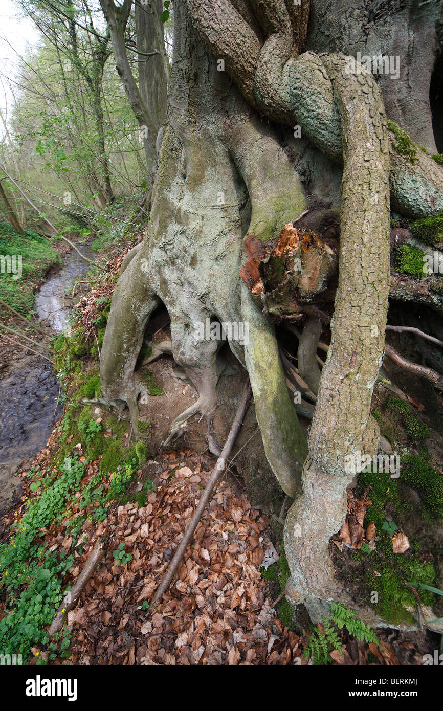 Oak tree with roots hi-res stock photography and images - Alamy