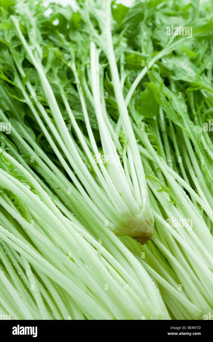 Potherb mustard hi-res stock photography and images - Alamy