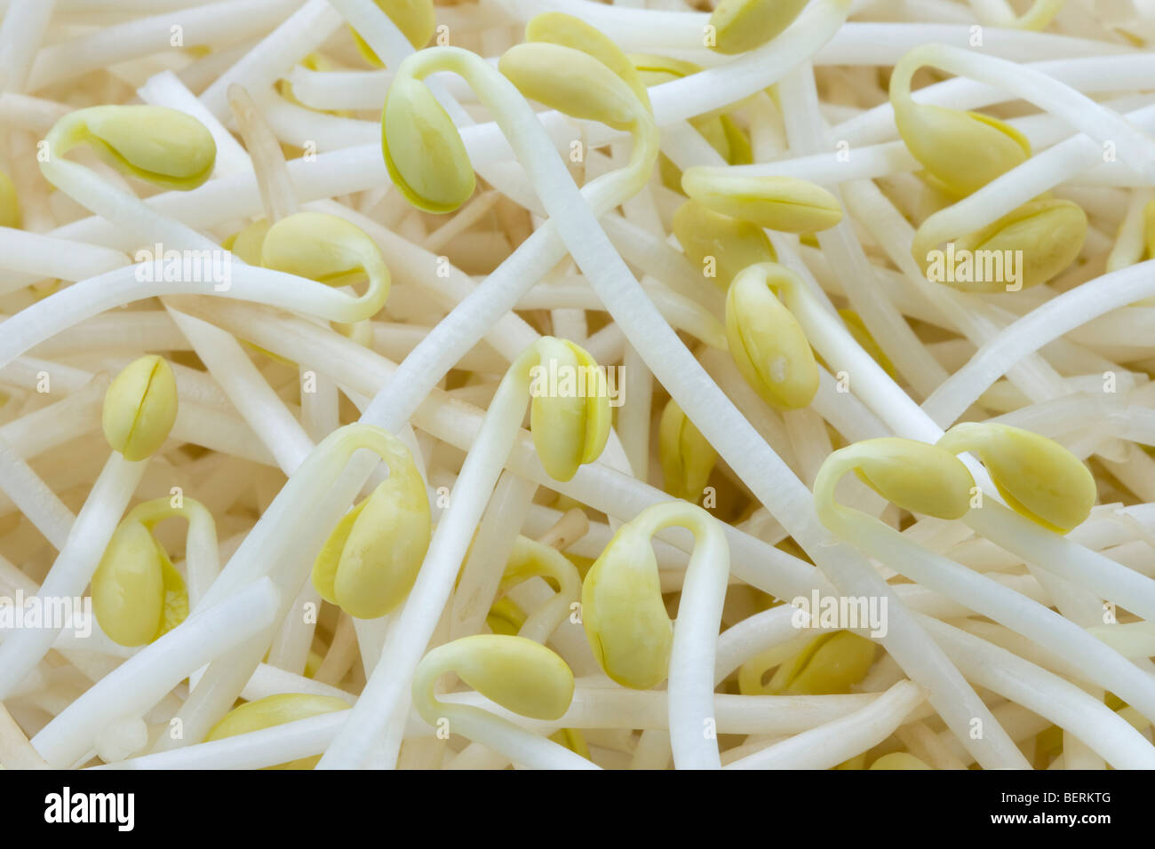Close Up Image of Bean Sprout Stock Photo - Alamy