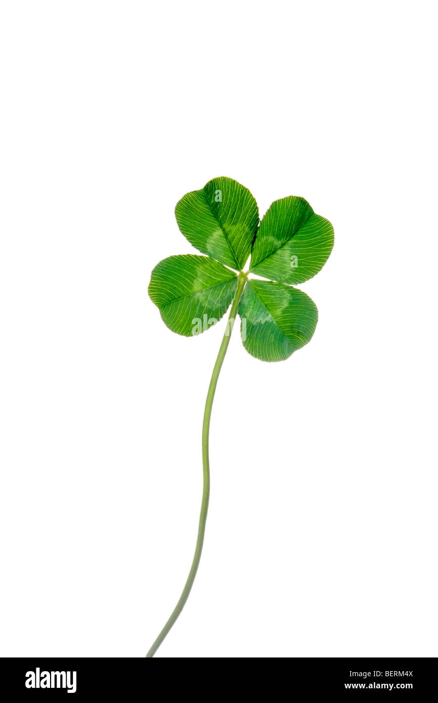 Four leaf clover hi-res stock photography and images - Alamy