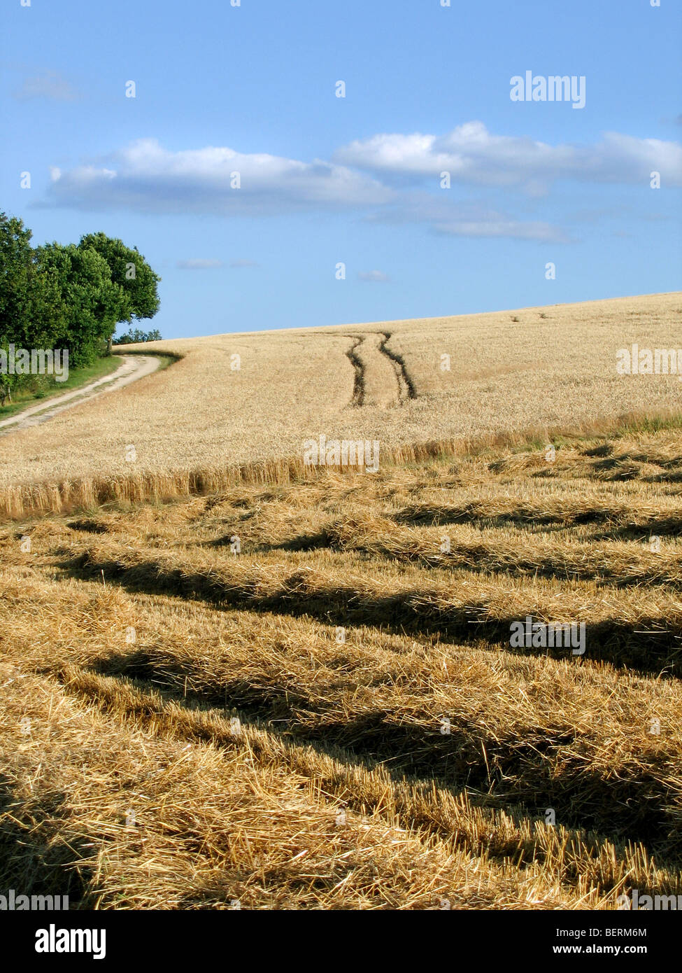Wheat field in Burgundy, France Stock Photo - Alamy