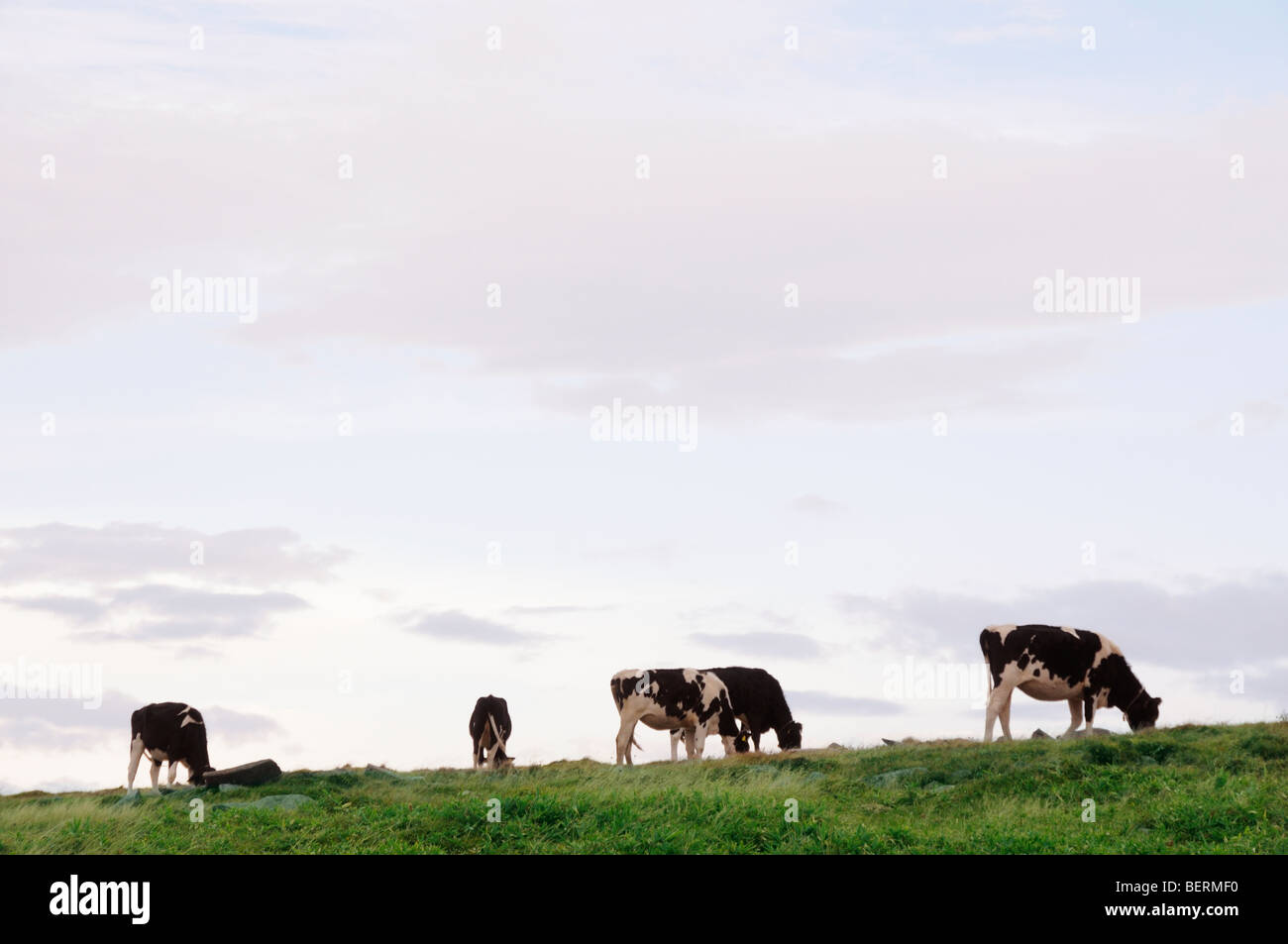 Cow eating grass hi-res stock photography and images - Alamy