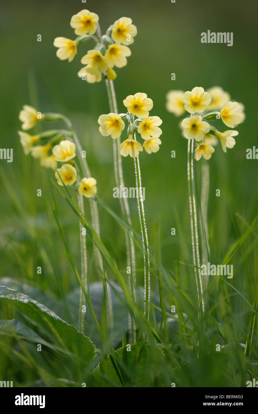 Oxlip hi-res stock photography and images - Alamy