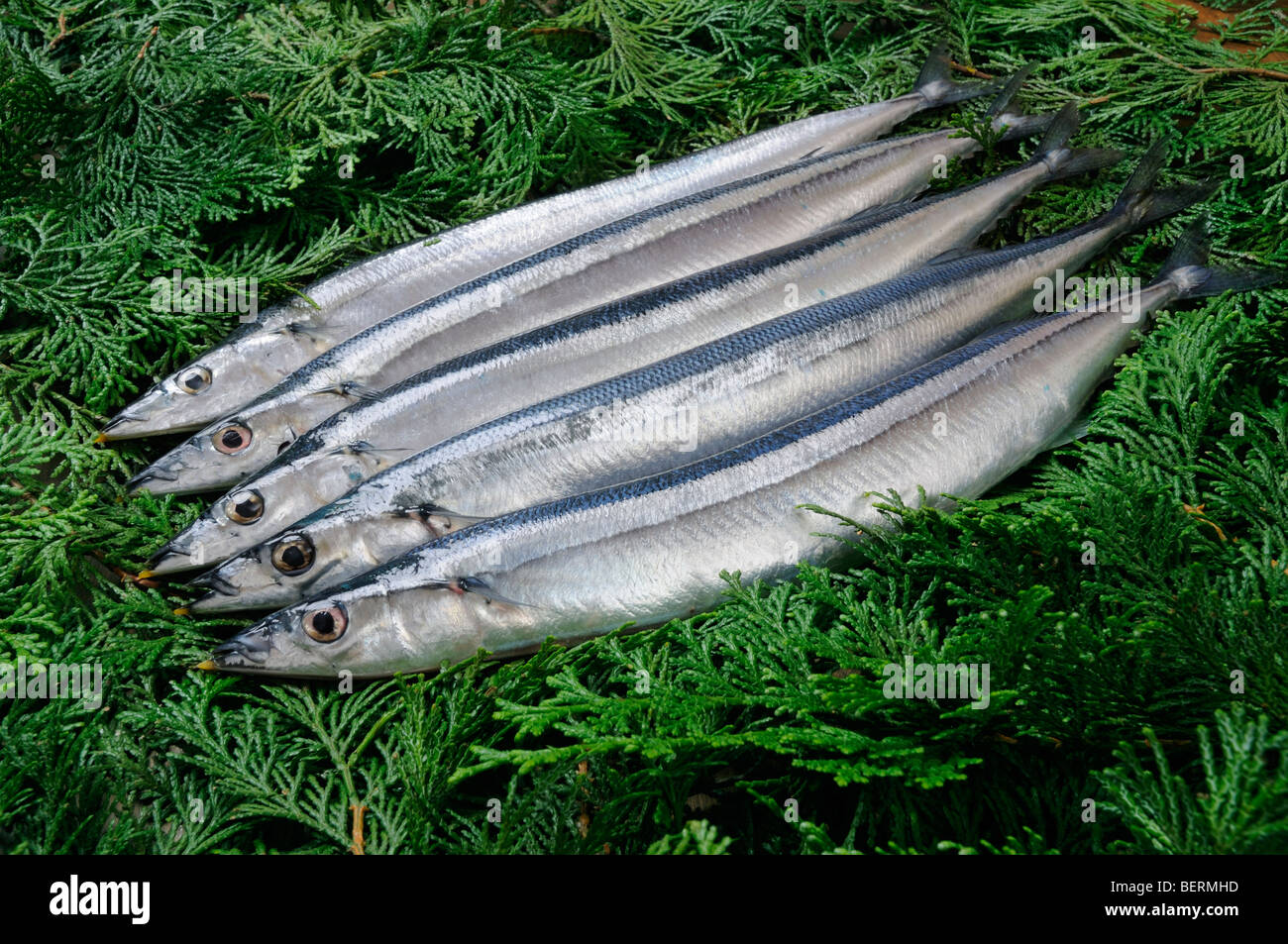 Saury fish hi-res stock photography and images - Alamy