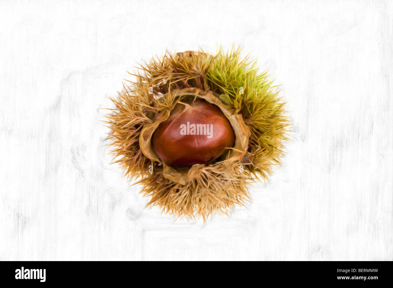 Chestnut, white background Stock Photo - Alamy