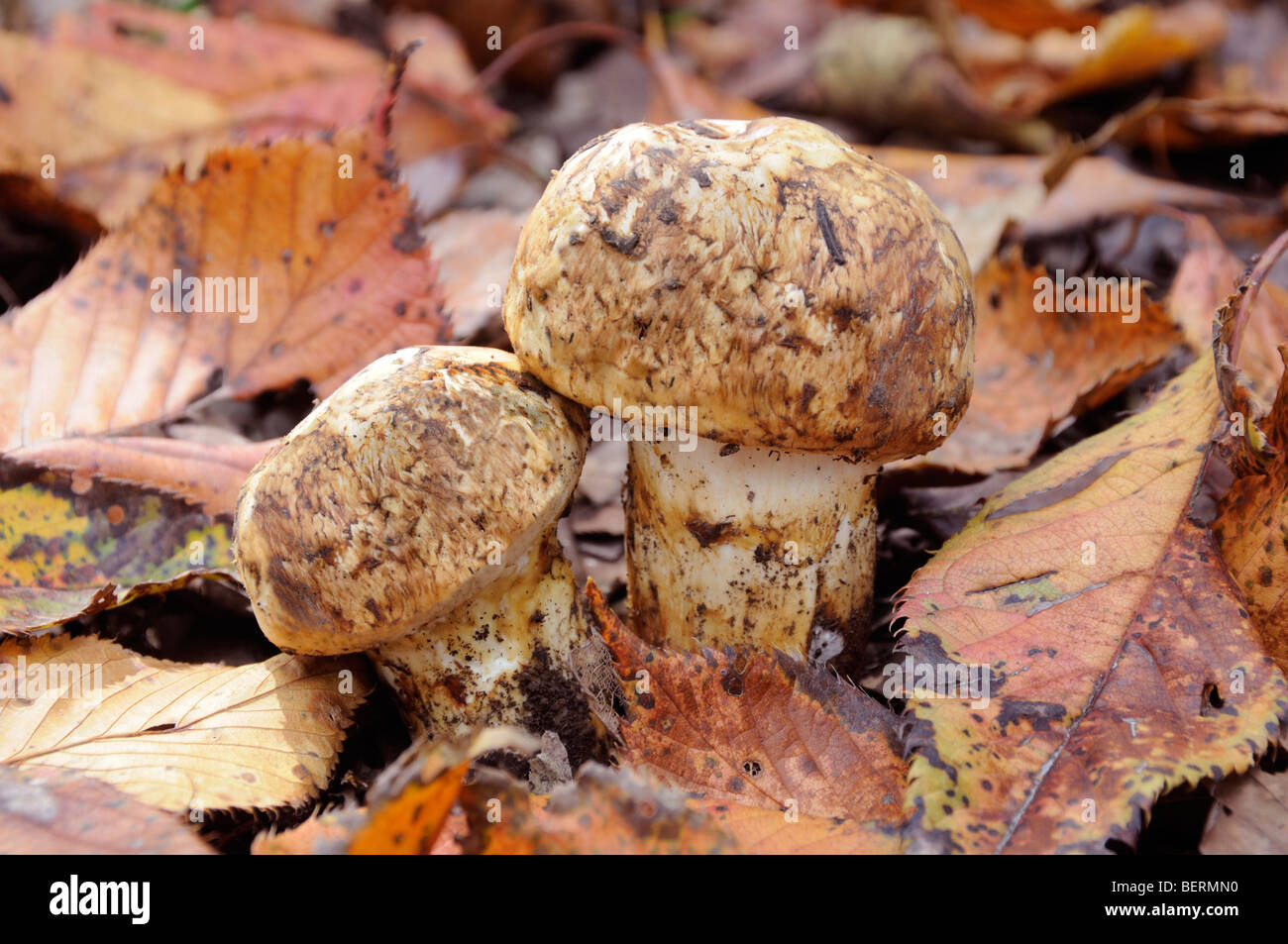 Matsutake food hi-res stock photography and images - Alamy