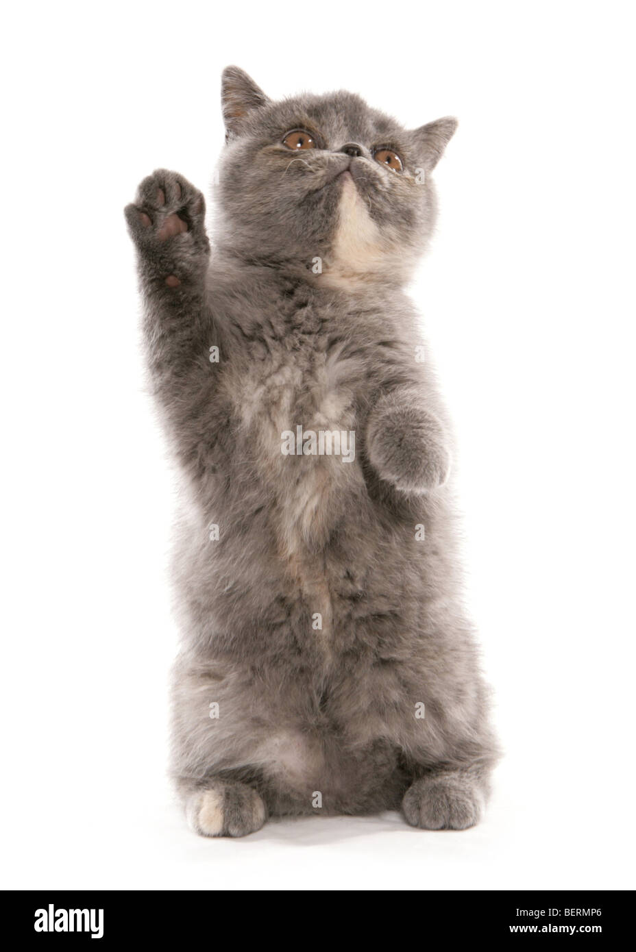 blue tortie exotic shorthair kitten studio portrait Stock Photo - Alamy