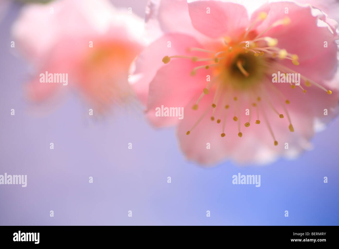 Plum Flower Tree High Resolution Stock Photography and Images - Alamy