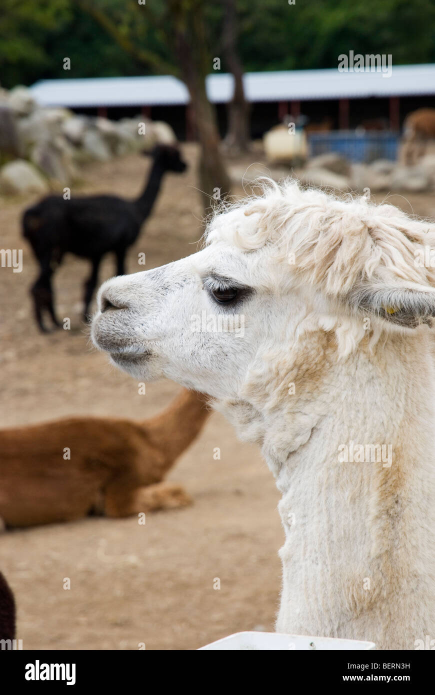White alpaca close up at Nasu Alpaca Farm in Tochigi, Japan Stock Photo ...