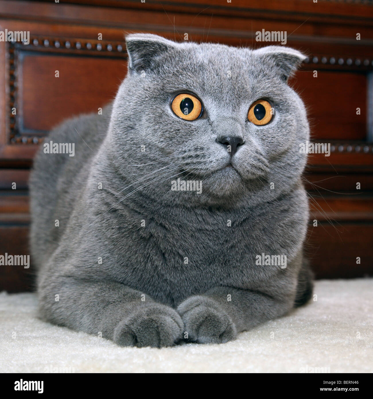 Scottish Fold Cat Stock Photo - Alamy