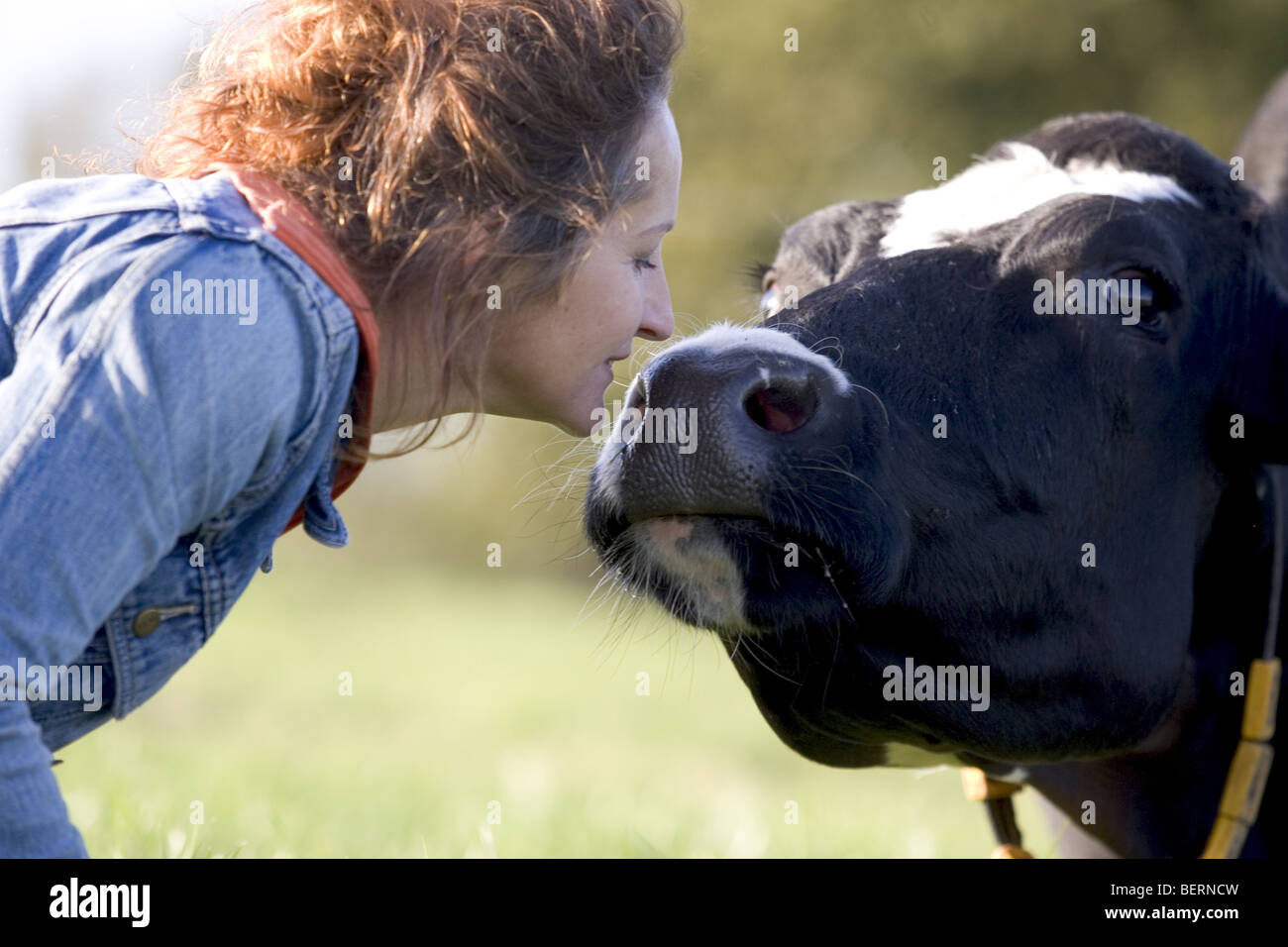 Cow kiss hi-res stock photography and images - Alamy