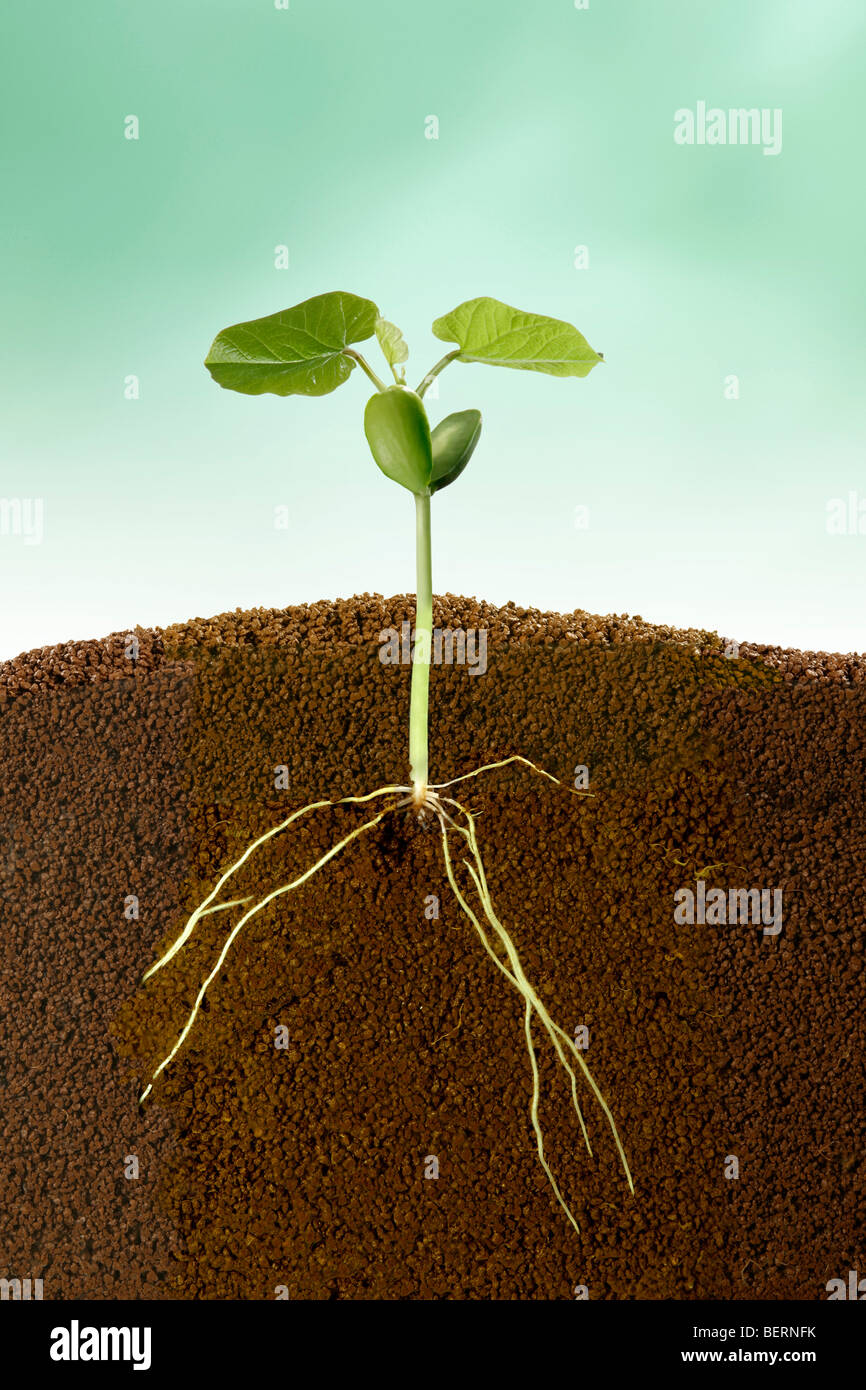 Seedling cross section hi-res stock photography and images - Alamy
