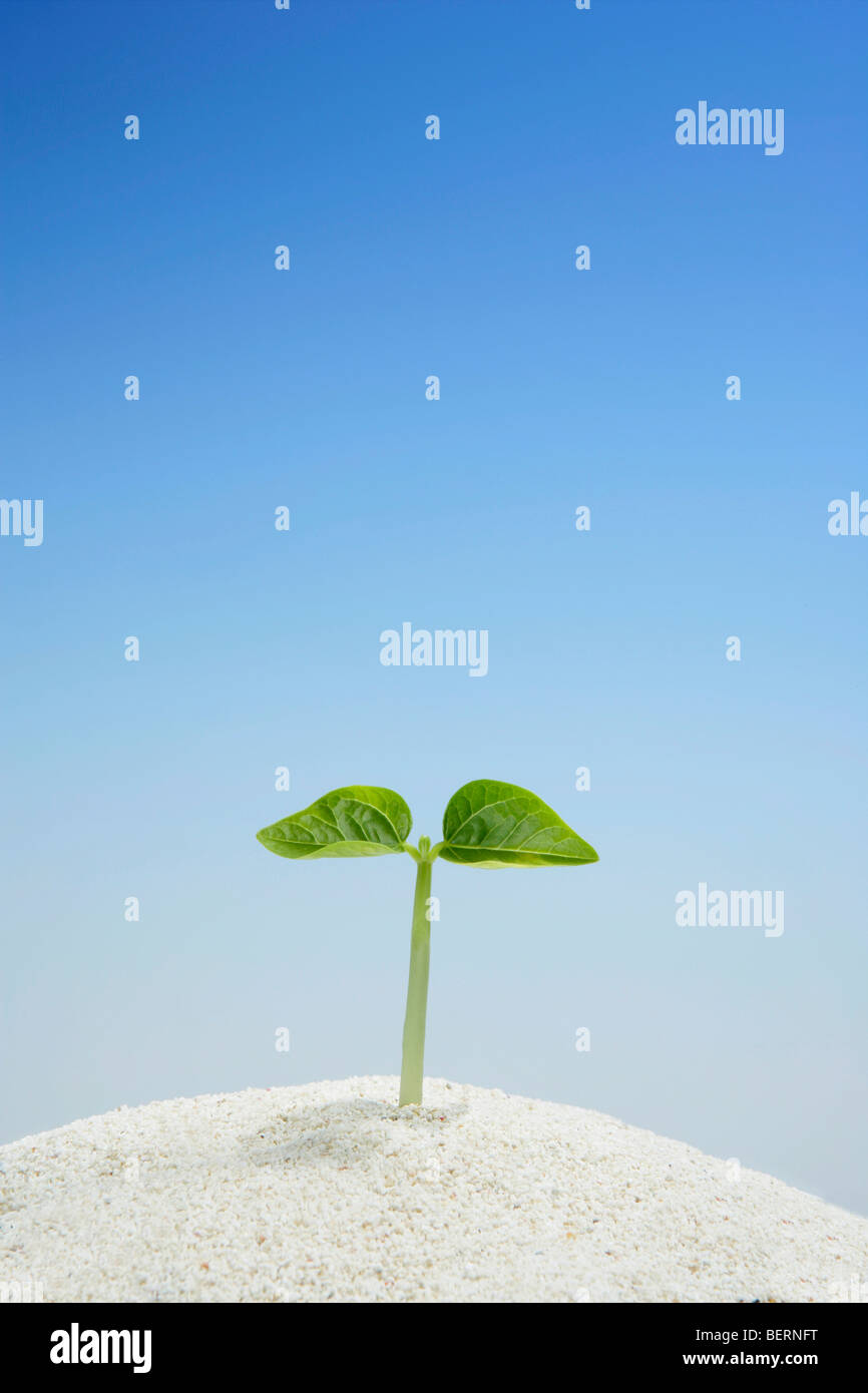 Seedling, close up, blue background Stock Photo - Alamy