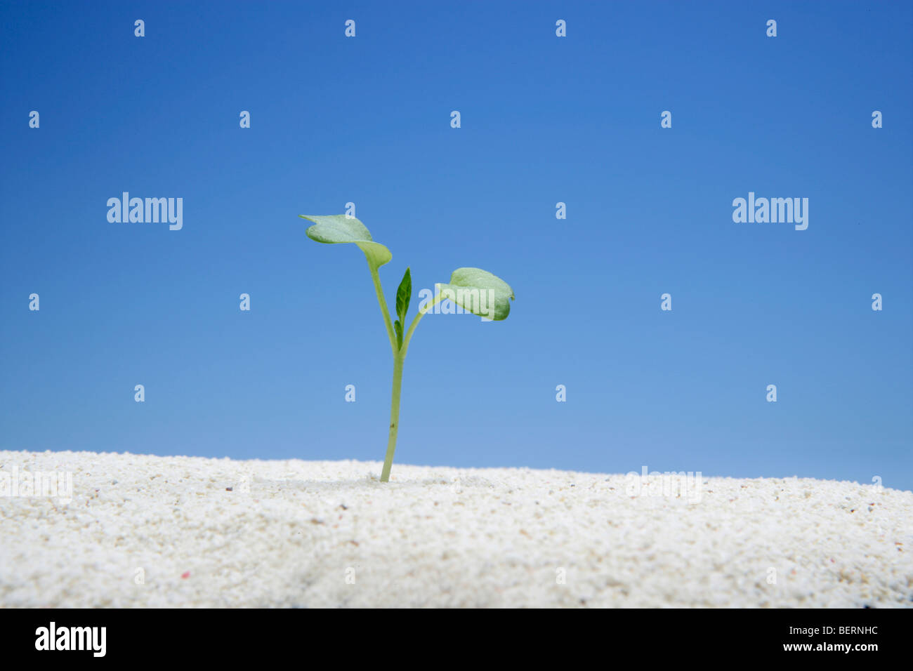 Seedling, close up, blue background Stock Photo - Alamy