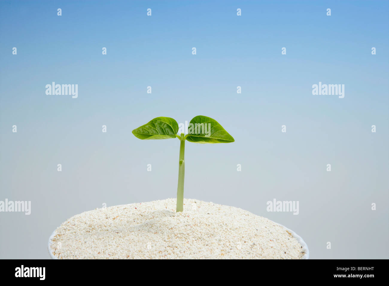 Seedling, close up, blue background Stock Photo - Alamy