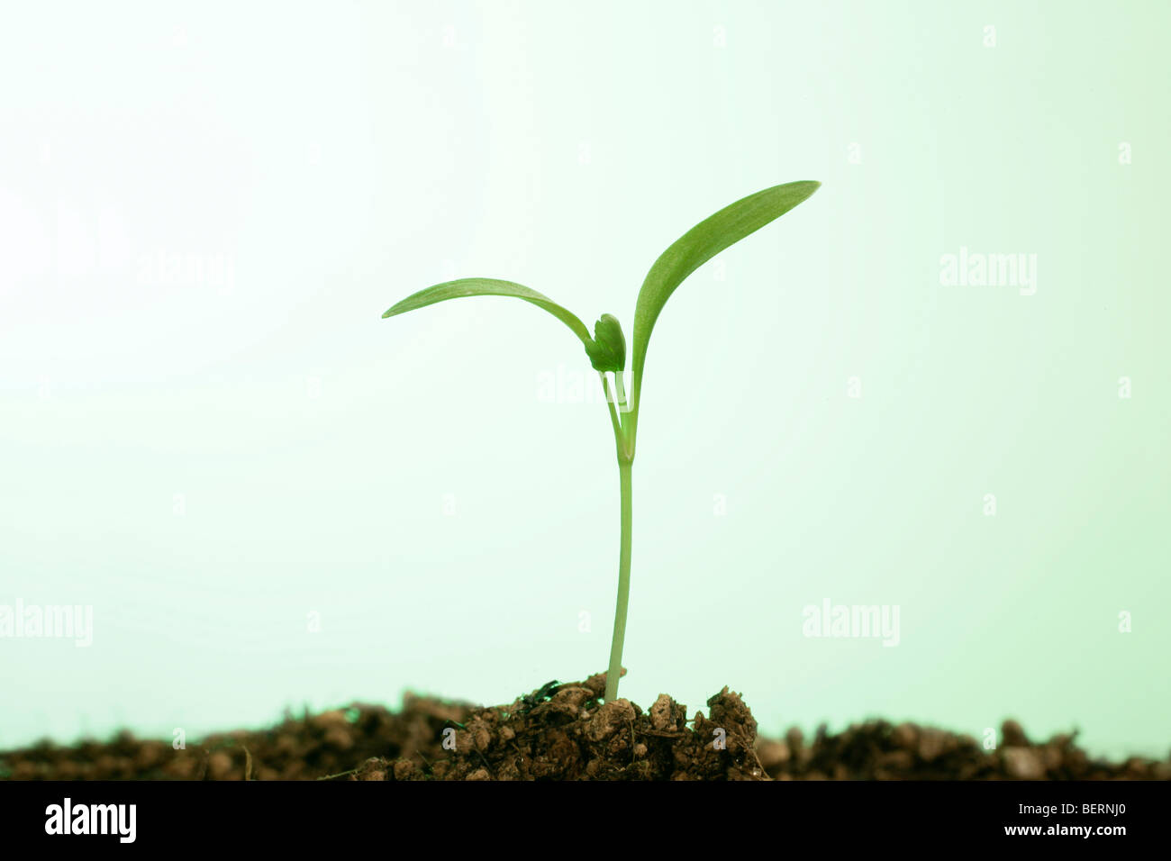 Seedling, close up, green background Stock Photo - Alamy