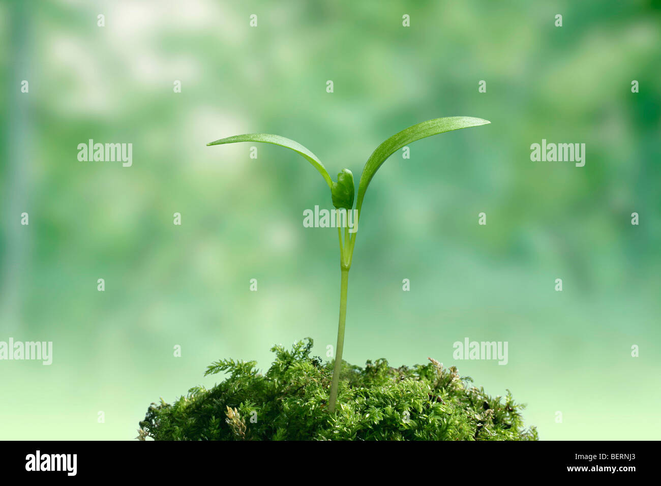 Seedling, close up, green background Stock Photo - Alamy