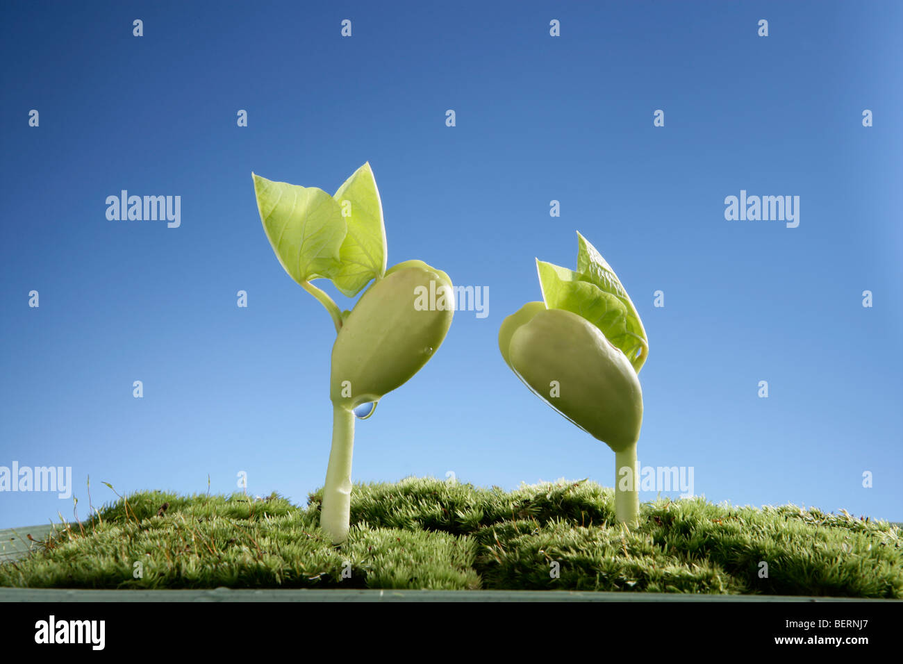 Seedlings, close up, blue background Stock Photo - Alamy