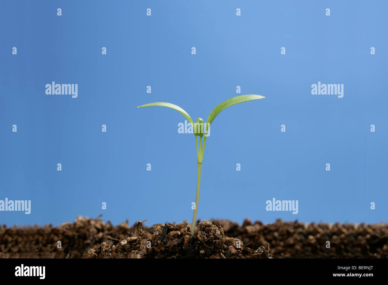 Seedling, close up, blue background Stock Photo - Alamy