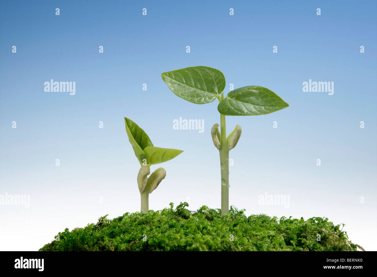 Seedlings, close up, blue background Stock Photo - Alamy