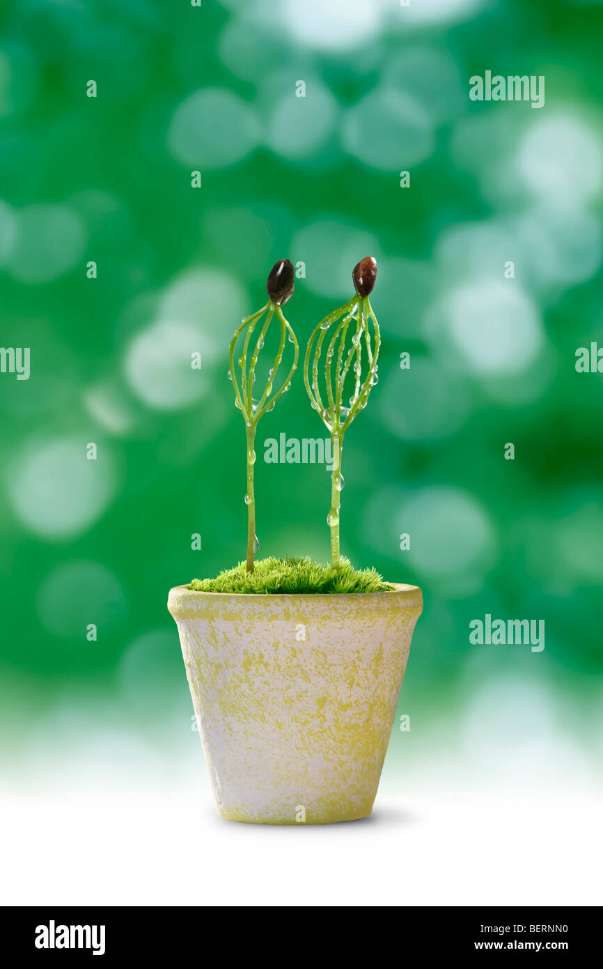 Pine seedlings, close up Stock Photo - Alamy