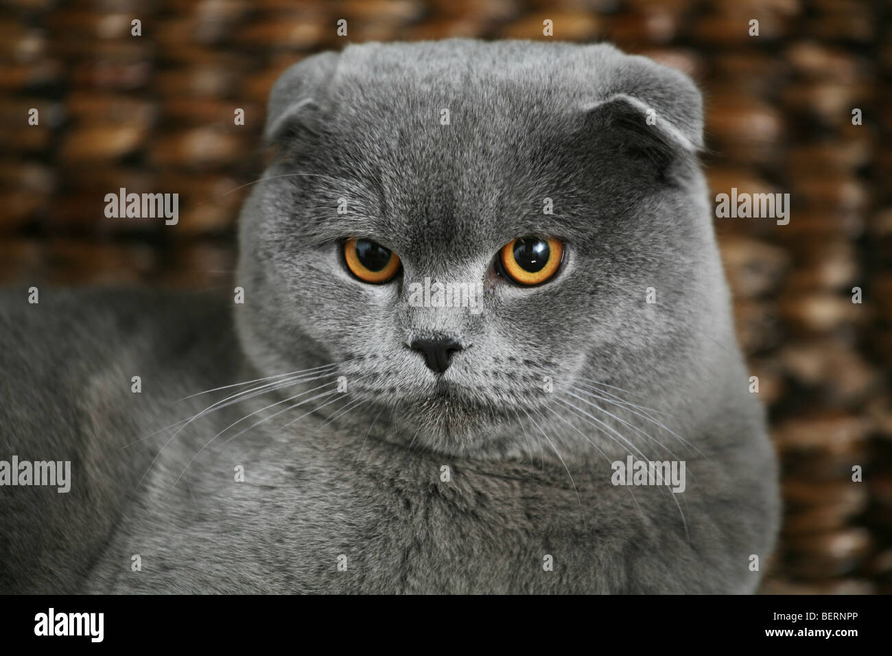 Scottish Fold Cat Stock Photo - Alamy